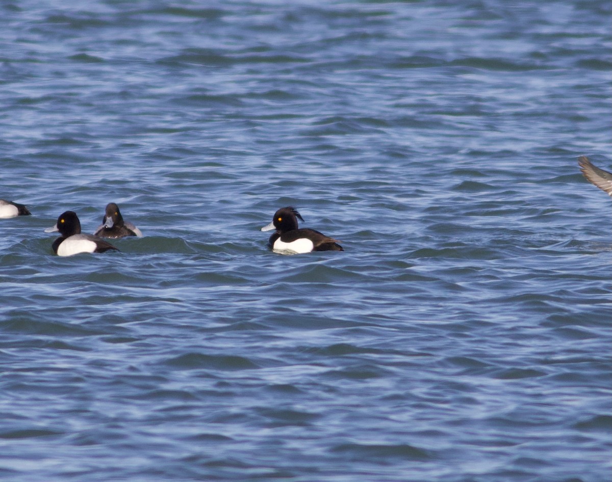 eBird Checklist - 12 Apr 2023 - Presque Isle SP (IBA) - 8 species