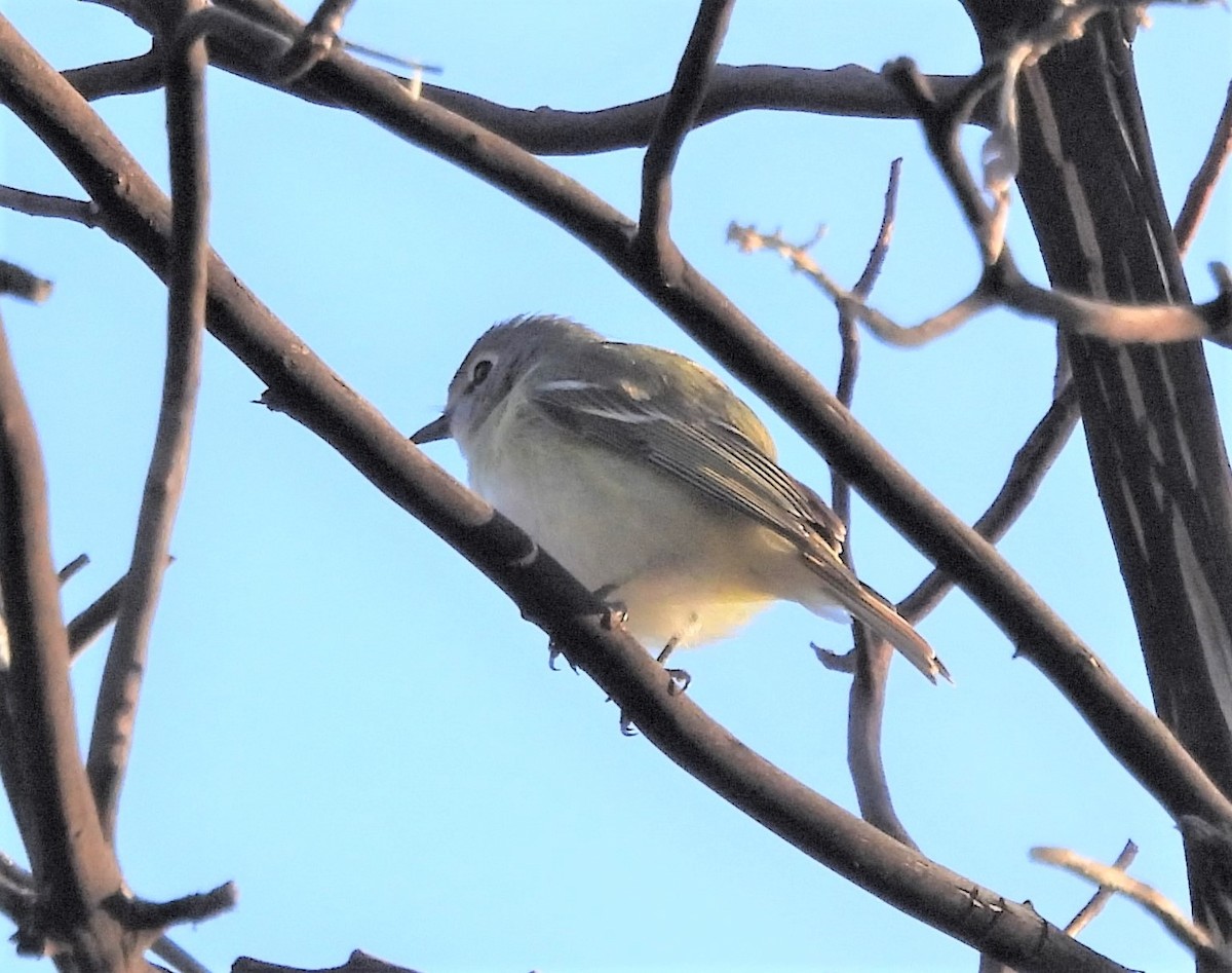 eBird Checklist - 11 Apr 2023 - Aetna Springs Rd.--upper - 44 species ...