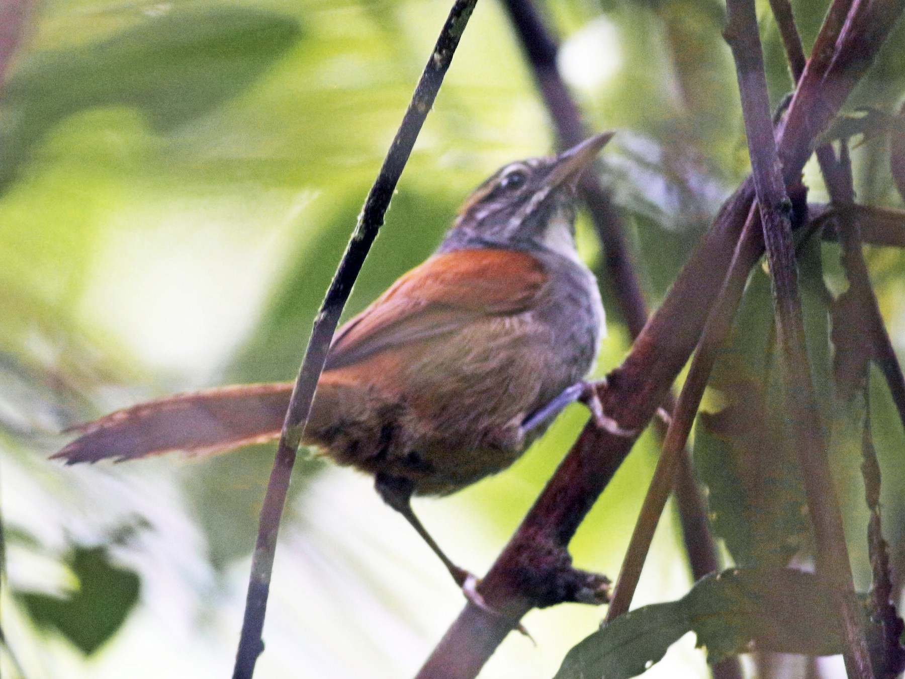 Whiskered Wren - eBird