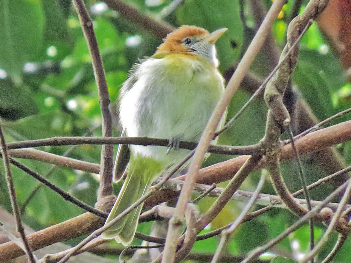 Rufous-naped Greenlet - eBird