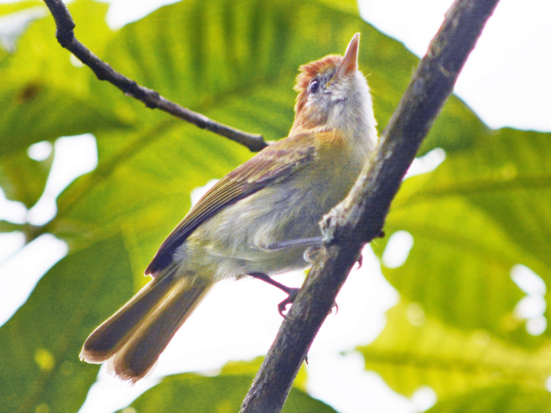 Rufous-naped Greenlet - eBird
