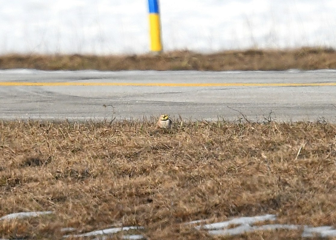 eBird Checklist - 11 Apr 2023 - Piseco Airport (K09) - 24 species