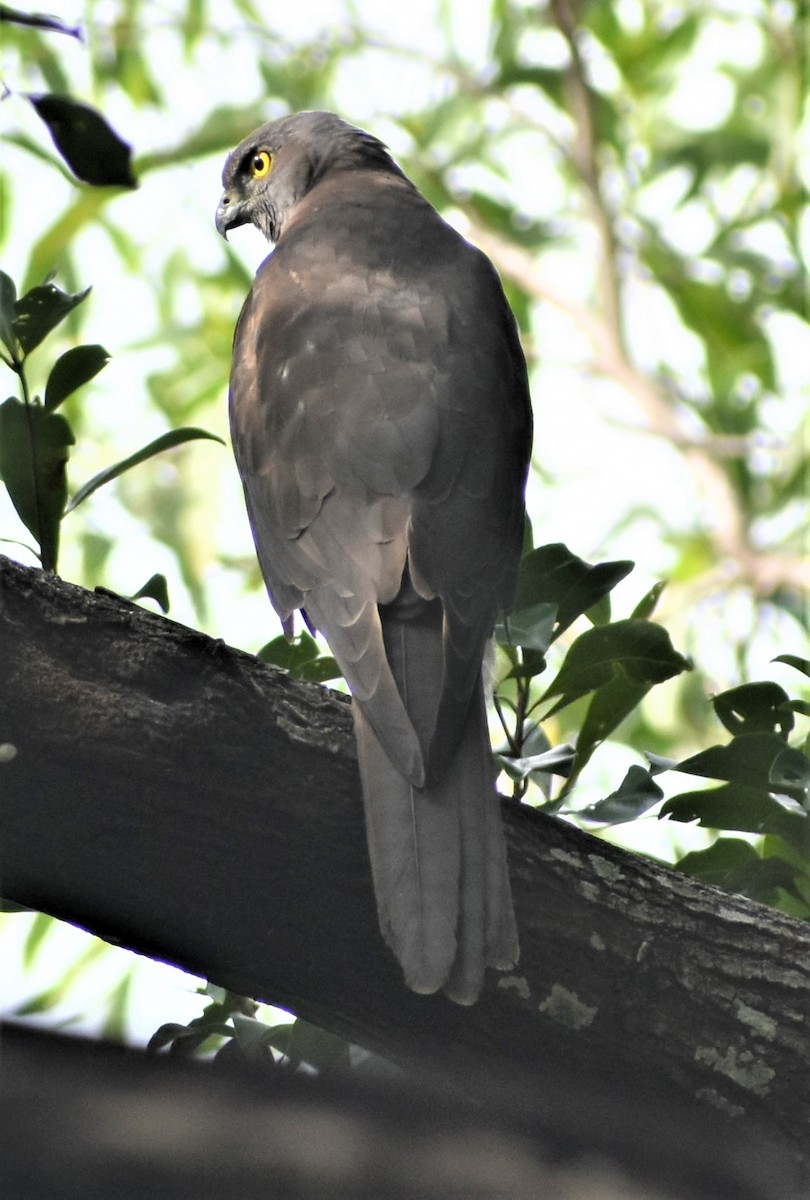 eBird Australia Checklist - 13 Apr 2023 - Darwin Water Gardens - 25 species