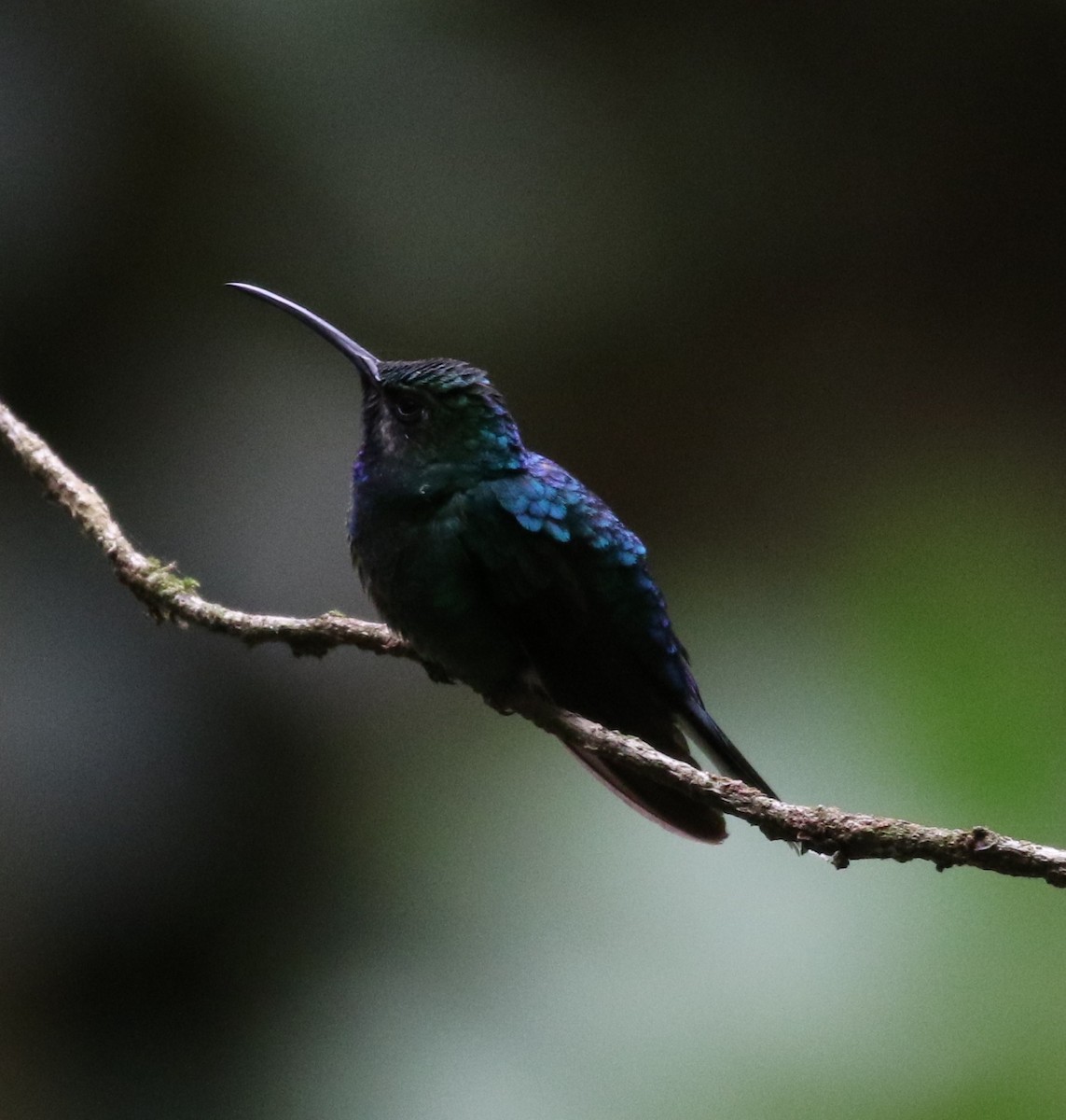 eBird Checklist - 24 Mar 2023 - Gilpin Trace - 10 species