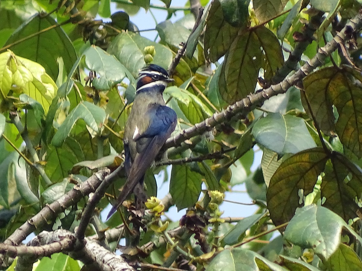 eBird Checklist - 13 Apr 2023 - Kampung Bukit Tinggi, Jalan Gombak ...