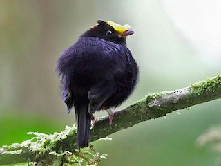 Golden-winged Manakin - Masius chrysopterus - Birds of the World