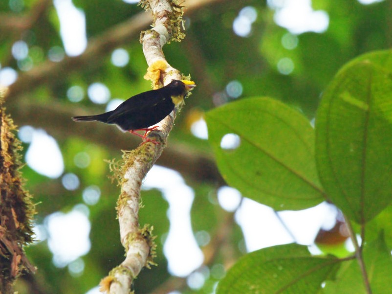 Golden-winged Manakin - eBird
