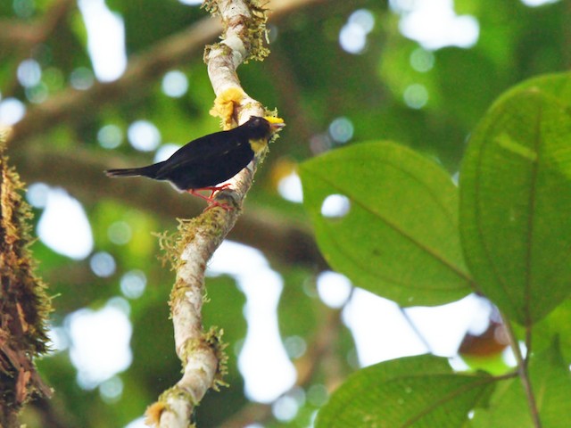 Photos - Golden-winged Manakin - Masius chrysopterus - Birds of the World