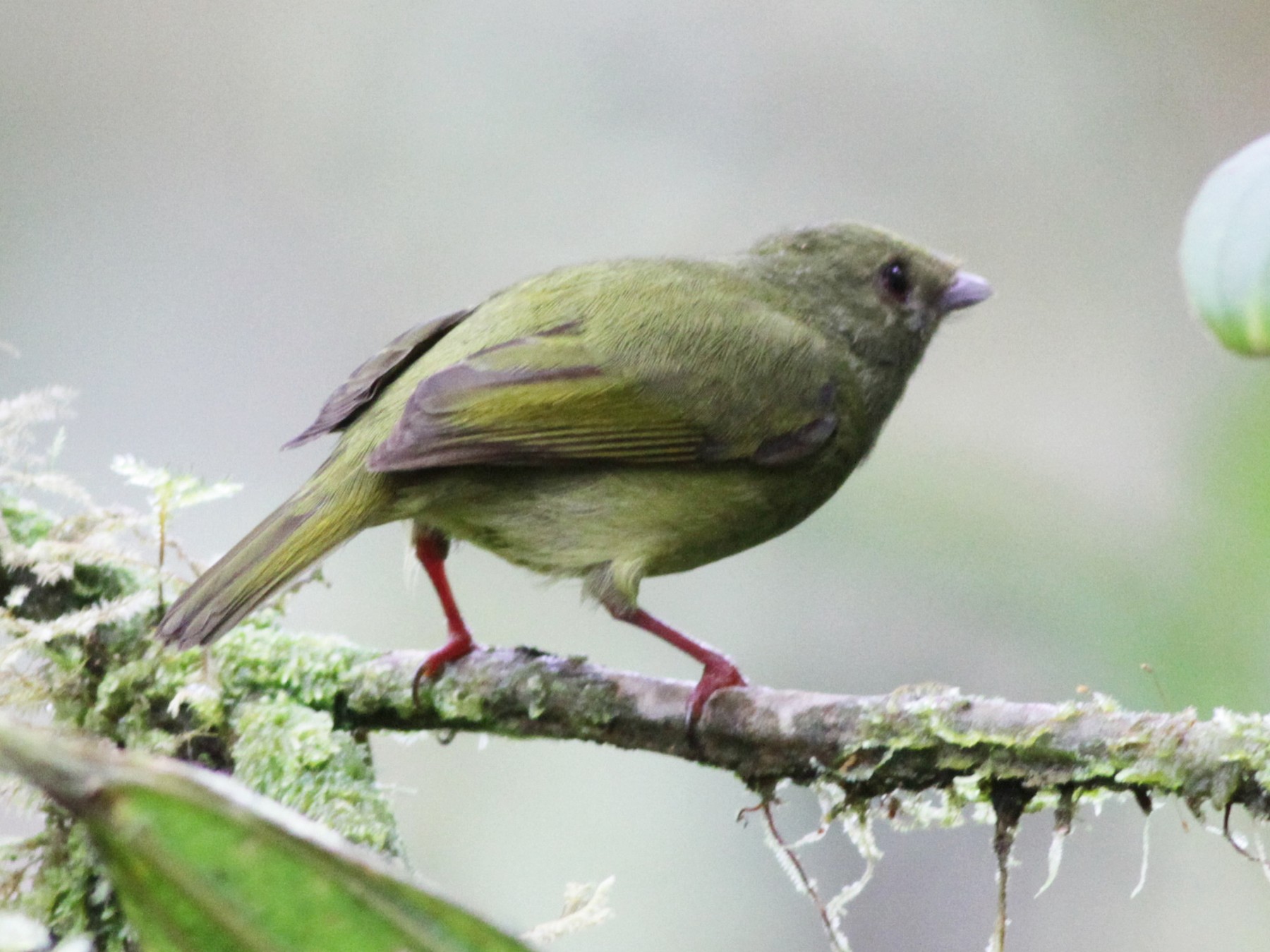 Golden-winged Manakin - eBird