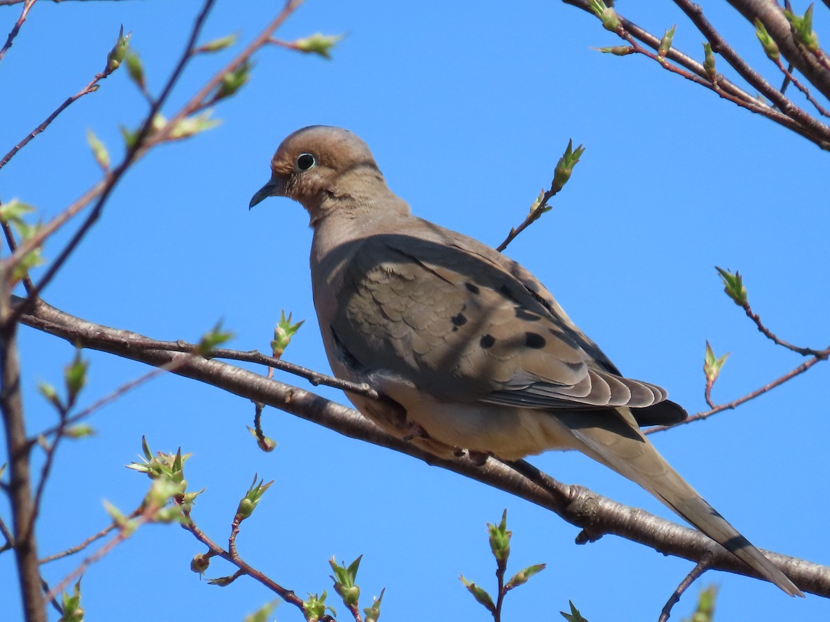 eBird Checklist - 13 Apr 2023 - Presque Isle SP--Dead Pond Trail - 34 ...