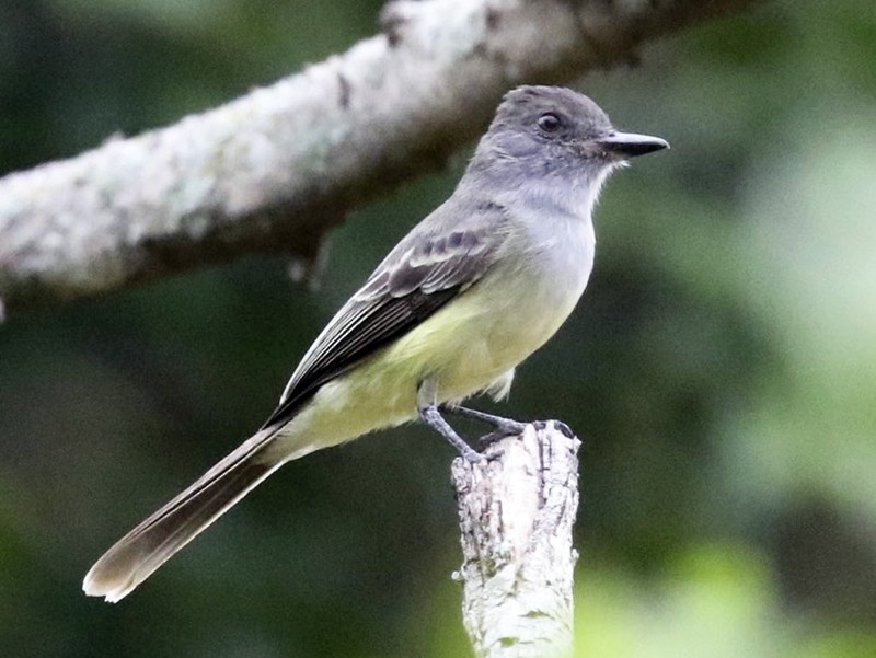 Apical Flycatcher - Myiarchus apicalis - Birds of the World