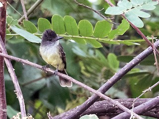 Apical Flycatcher - eBird