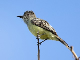Apical Flycatcher - eBird