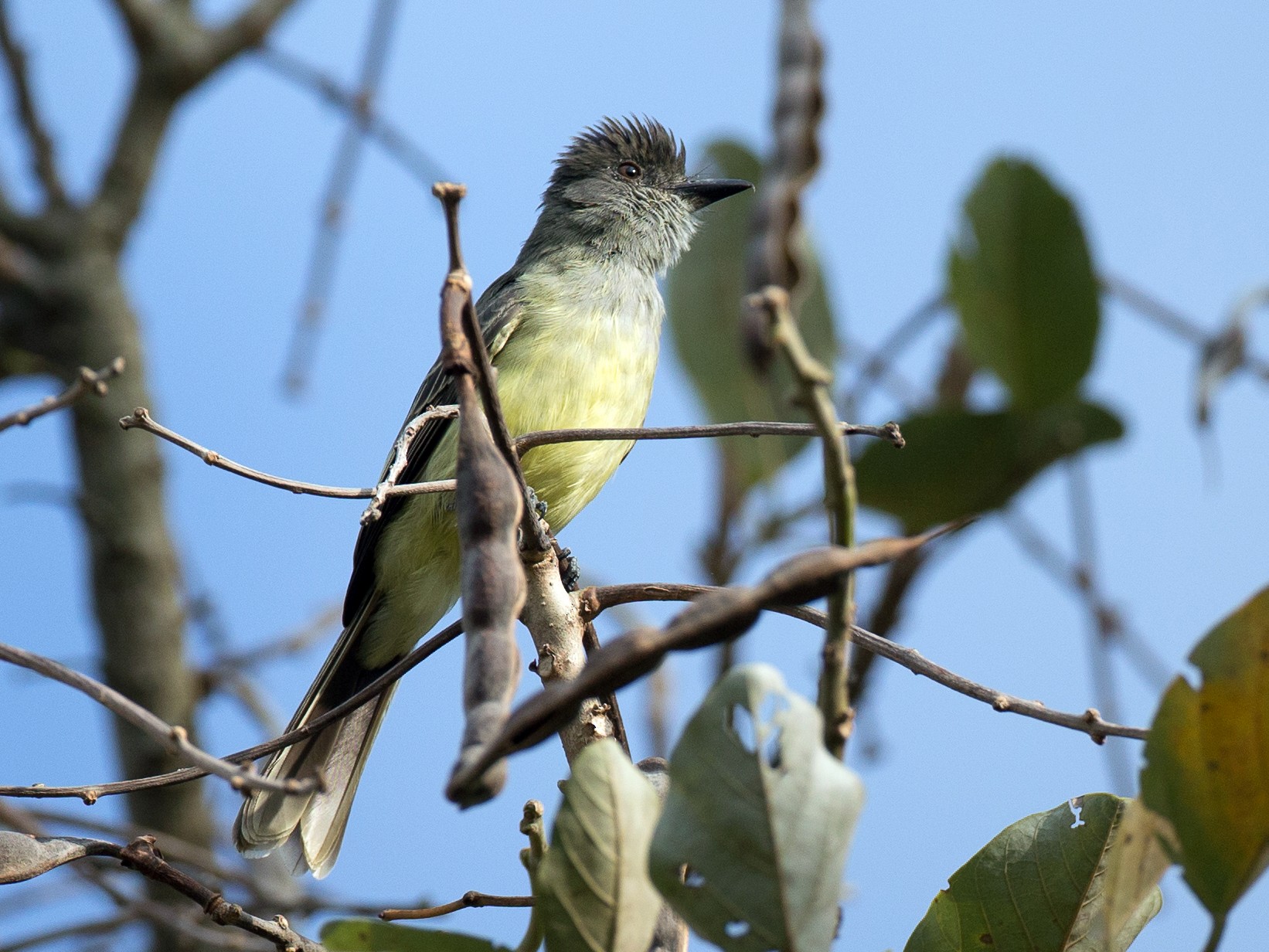 Apical flycatcher - eBird