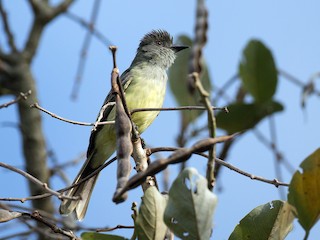Apical Flycatcher - eBird