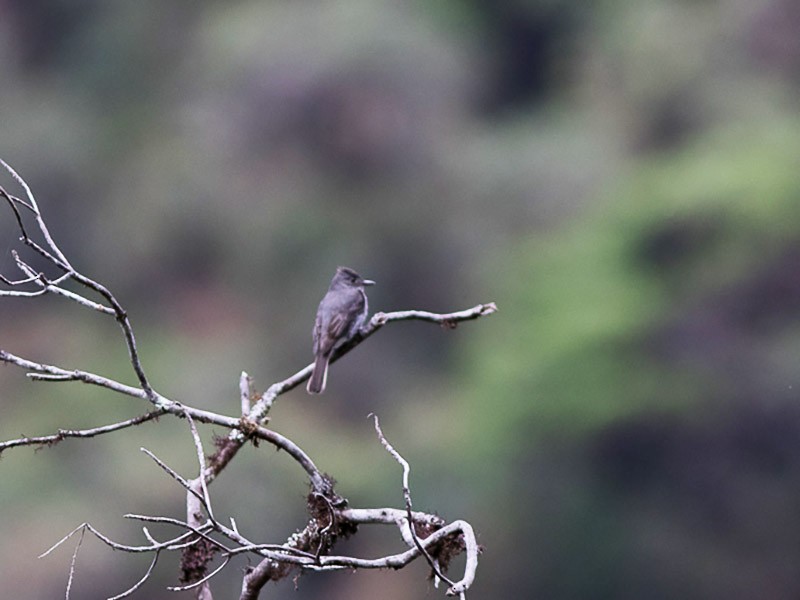 Duman Rengi Pivi - eBird