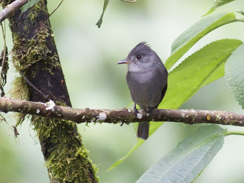 Duman Rengi Pivi - eBird