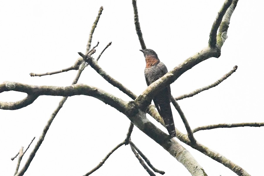 Black Cuckoo Rufous Throated Ebird