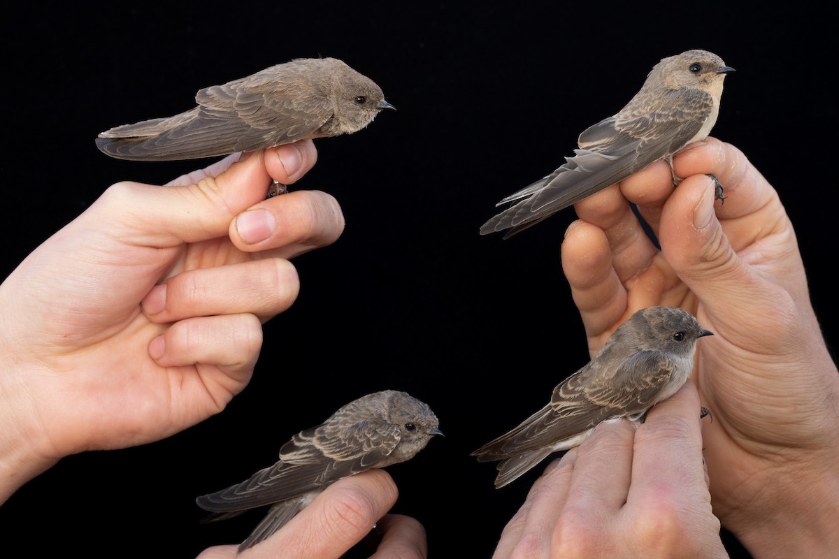 eBird Checklist - 6 Apr 2023 - Abu Simbel / أبو سمبل - 1 species