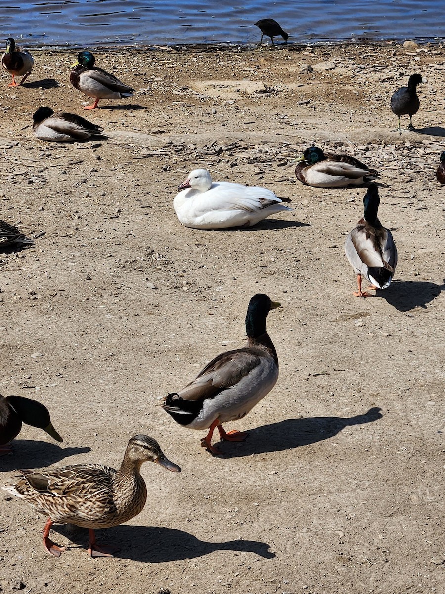 eBird Checklist - 13 Apr 2023 - Andree Clark Bird Refuge - 6 species