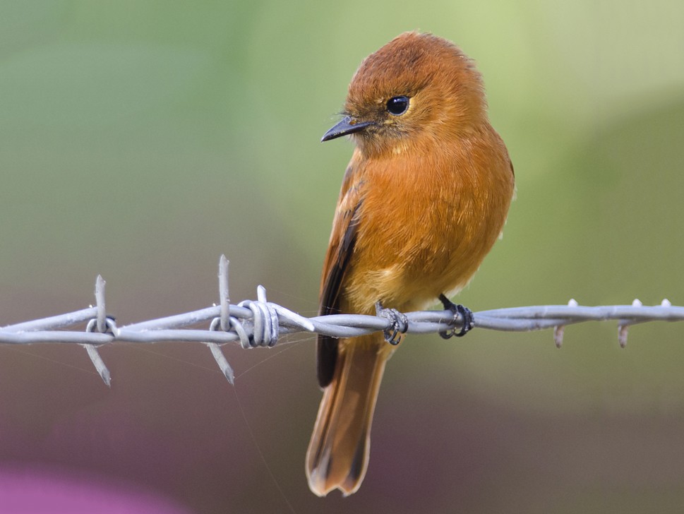 Cinnamon Flycatcher - eBird