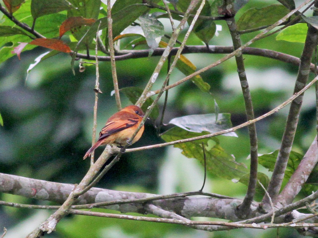 Cinnamon Flycatcher - eBird