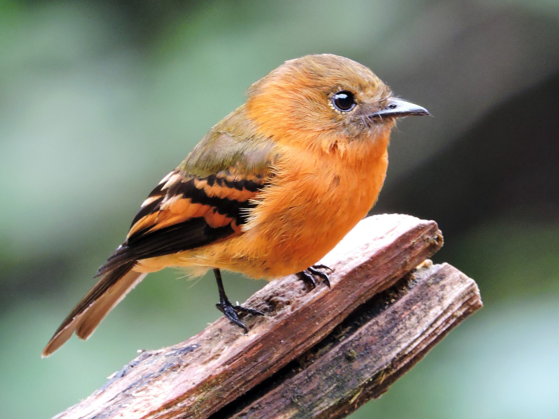 Cinnamon Flycatcher - eBird