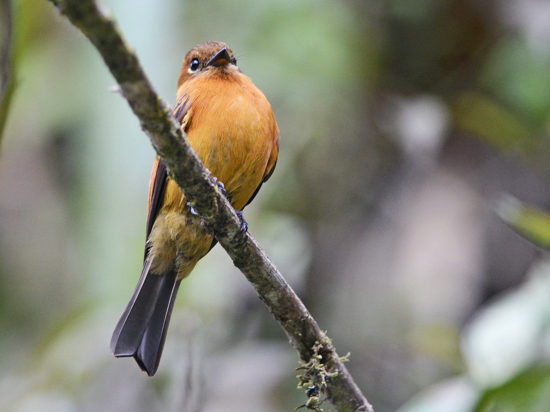 Cinnamon Flycatcher - eBird