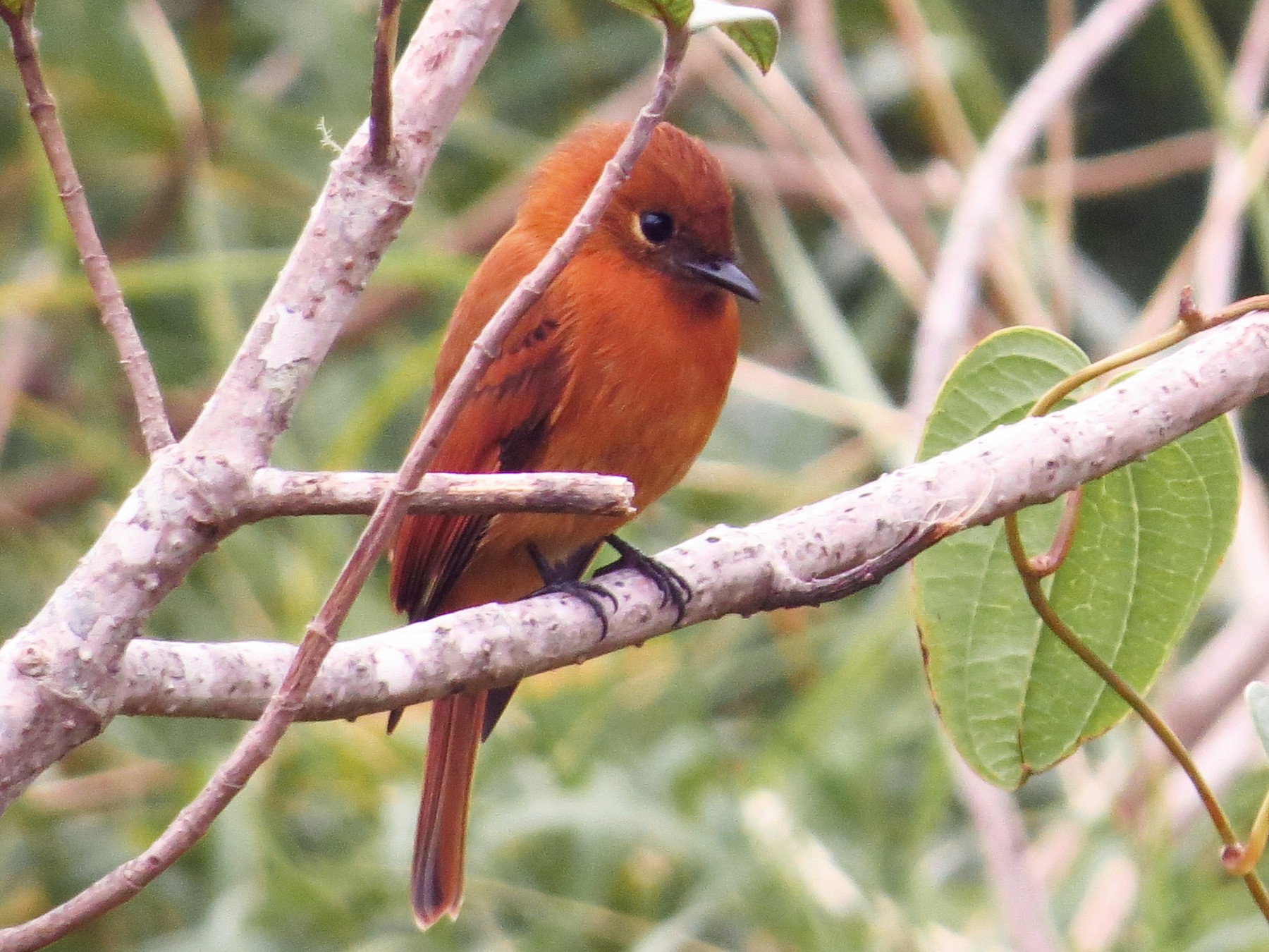 Cinnamon Flycatcher - eBird