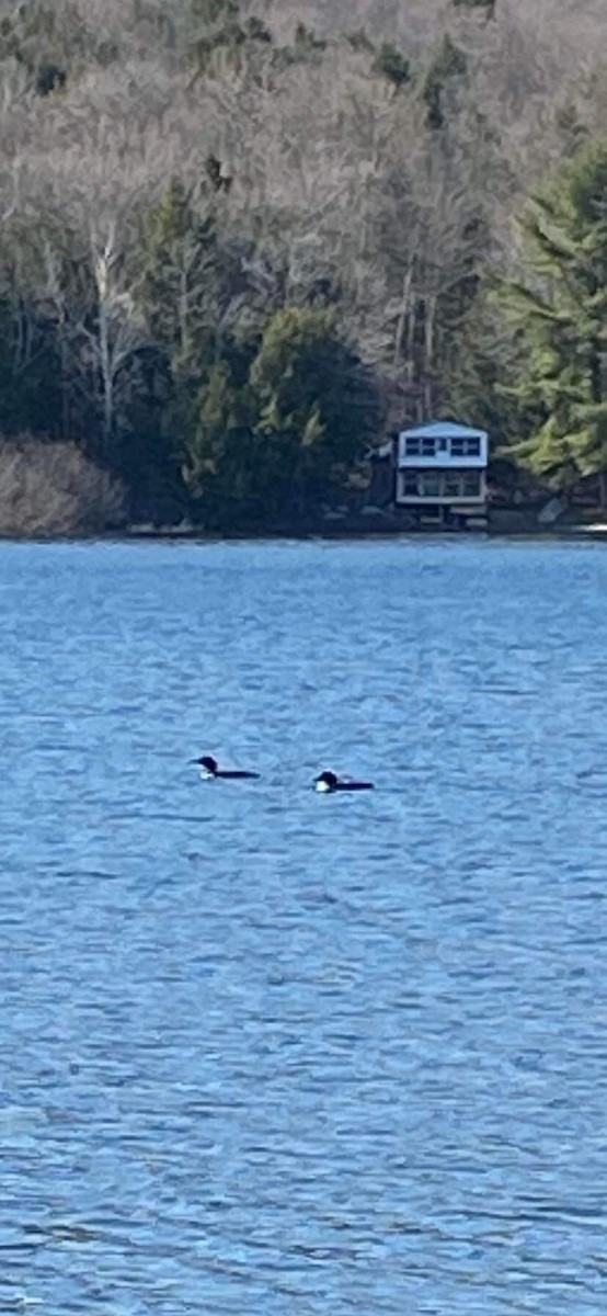 eBird Checklist - 13 Apr 2023 - Metcalf Pond - Fletcher (81 acres) - 1 ...