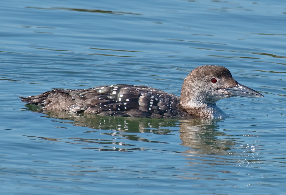 eBird Checklist - 13 Apr 2023 - Delaware Seashore SP--Burton Island ...