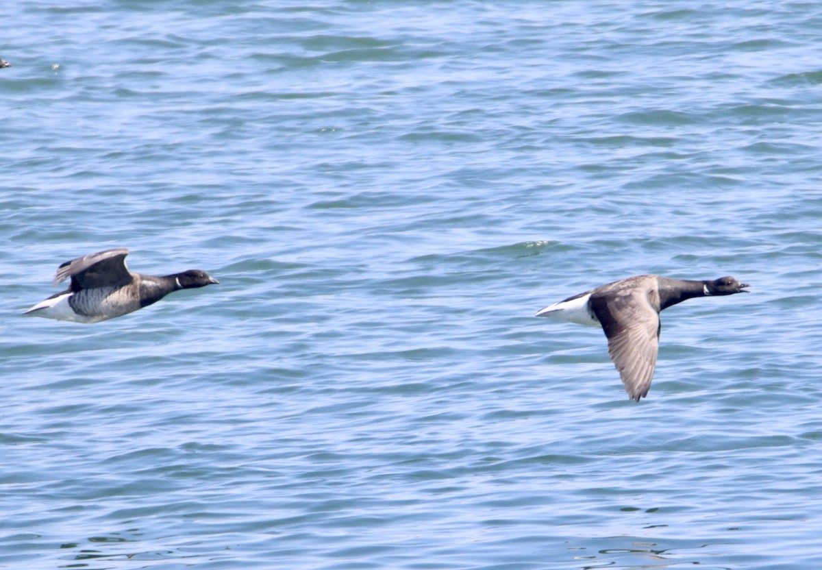 Mass Audubon eBird Checklist - 13 Apr 2023 - Castle Island & Pleasure ...