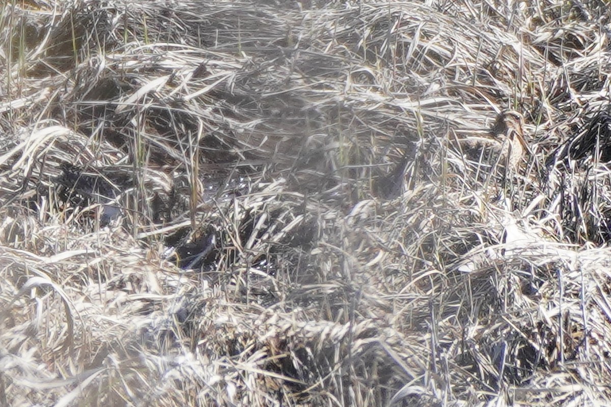 eBird Checklist - 13 Apr 2023 - French Meadow, Concord - 21 species