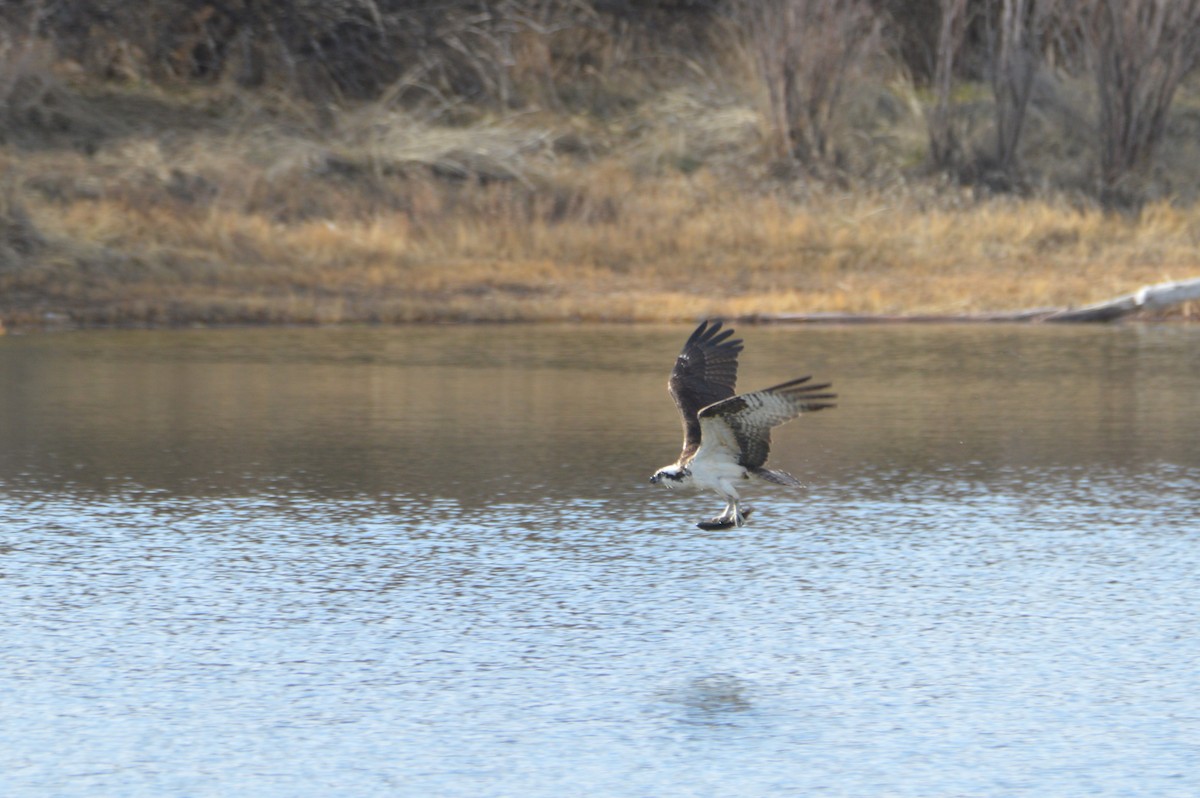 eBird Checklist - 27 Mar 2023 - Parachute Ponds SWA - 7 species