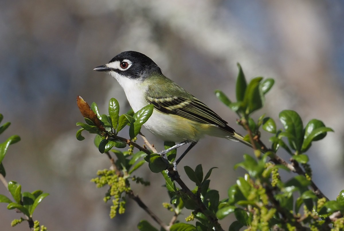eBird Checklist - 13 Apr 2023 - Kerr WMA - 49 species