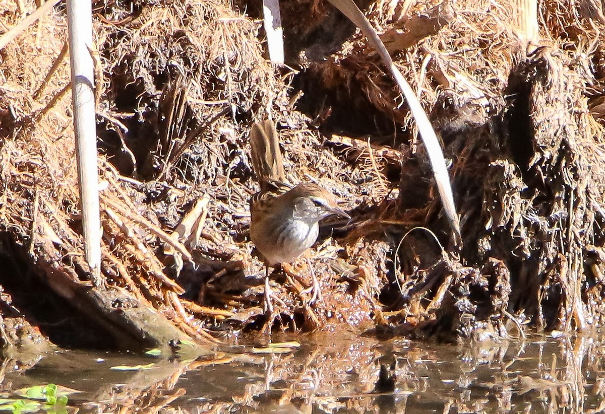 eBird Checklist - 14 Apr 2023 - Spring Mt Reserve - 70 species
