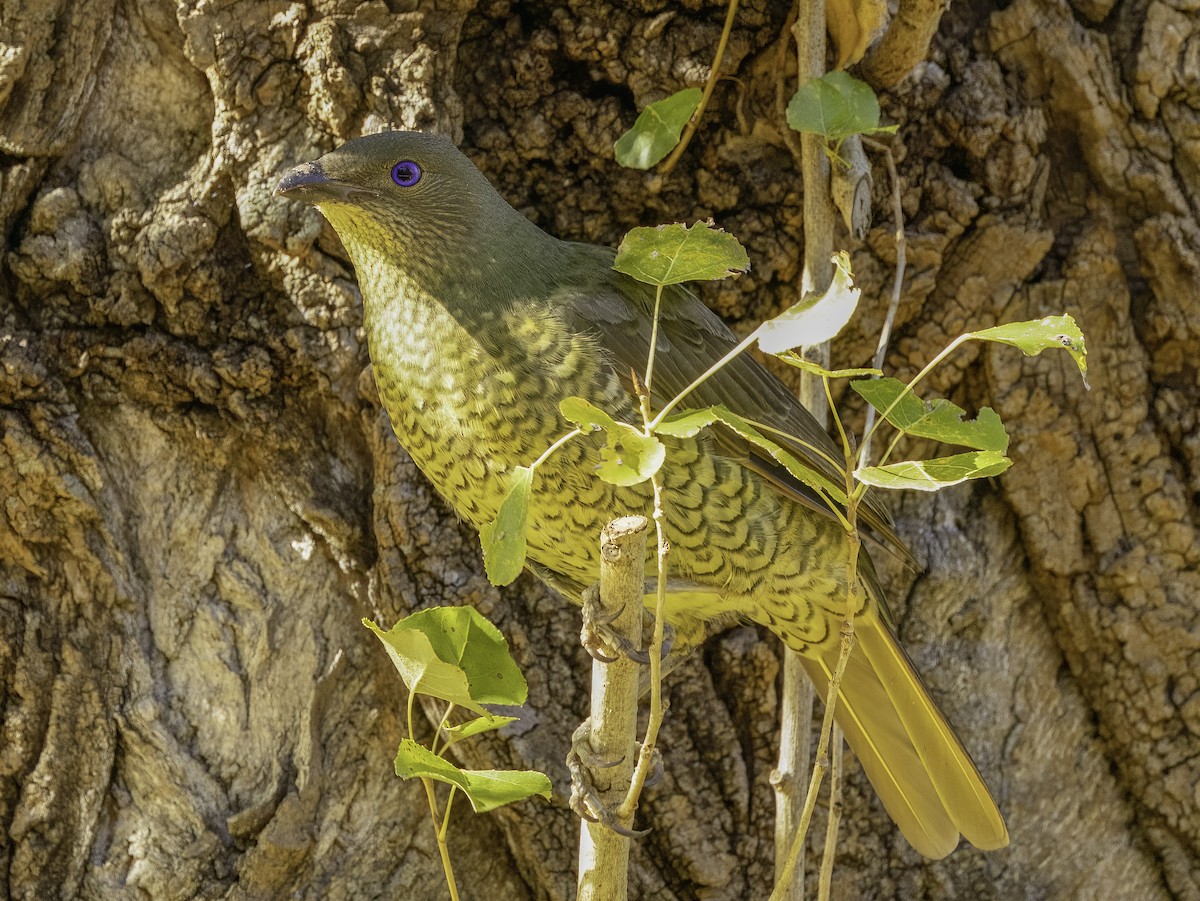 eBird Australia Checklist - 14 Apr 2023 - Cotter Reserve--Cotter Bend ...