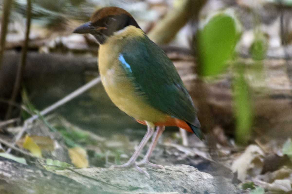 eBird Checklist - 11 Apr 2023 - Kumbartcho Sanctuary - 2 species eBird Checklist - 11 Apr 2023 - Kumbartcho Sanctuary - 2 species
