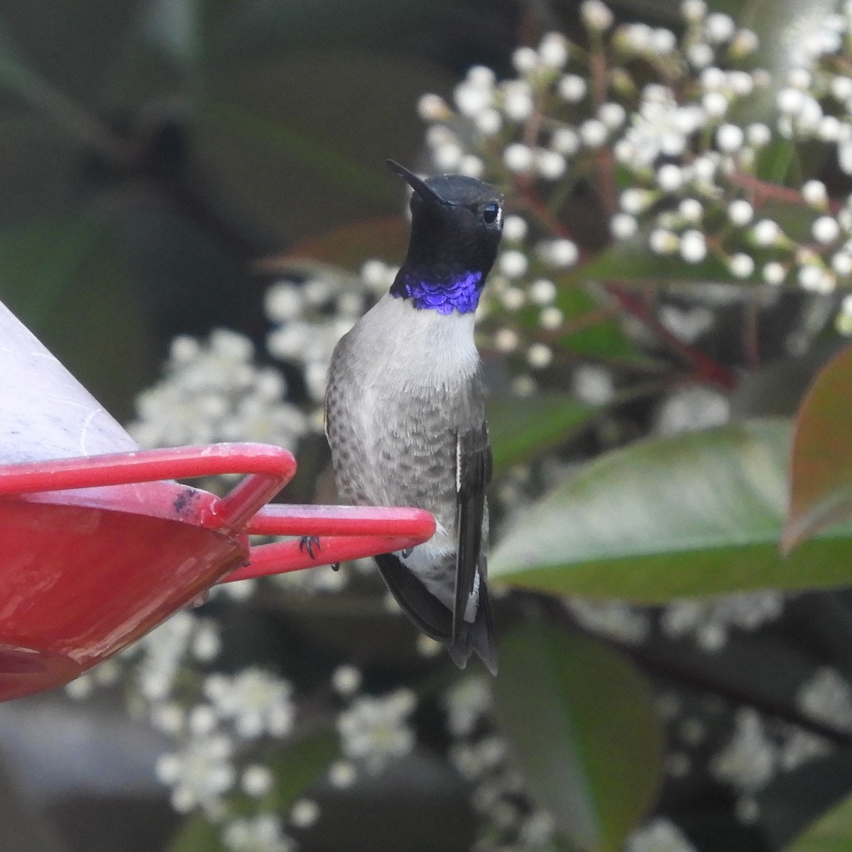 eBird Checklist - 13 Apr 2023 - Yosemite Ct., Atwater - 12 species