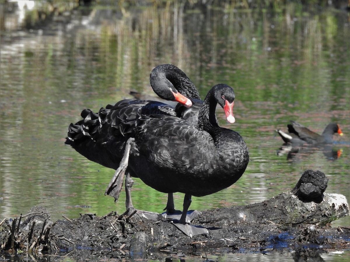 eBird Australia Checklist - 14 Apr 2023 - Sandy Camp Road Wetlands - 38 ...