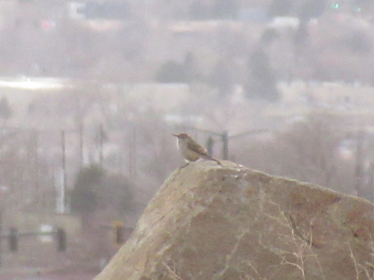eBird Checklist - 13 Apr 2023 - Rocky Mountain Arsenal NWR - 53 species