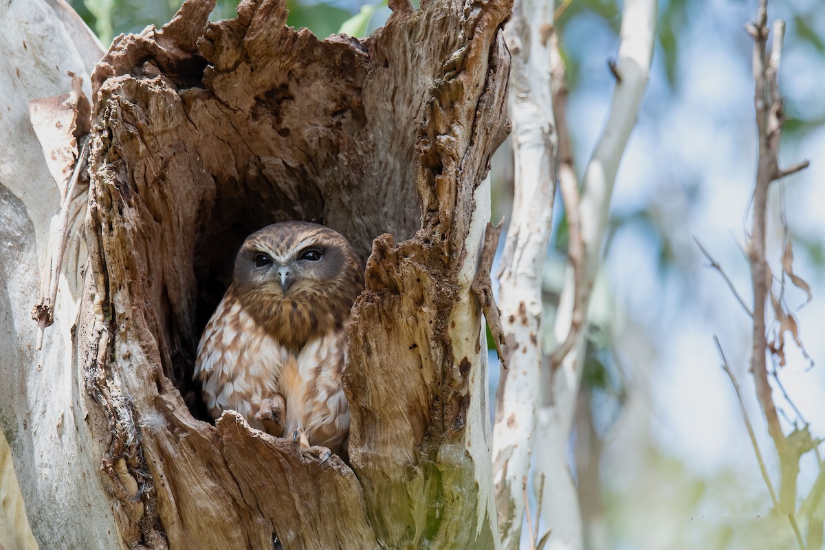 ML557545591 Southern Boobook Macaulay Library