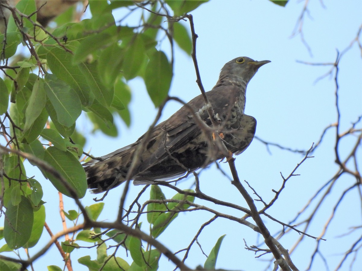 eBird Checklist - 6 Apr 2023 - Angkor Wat et Ta Prohm - 8 species