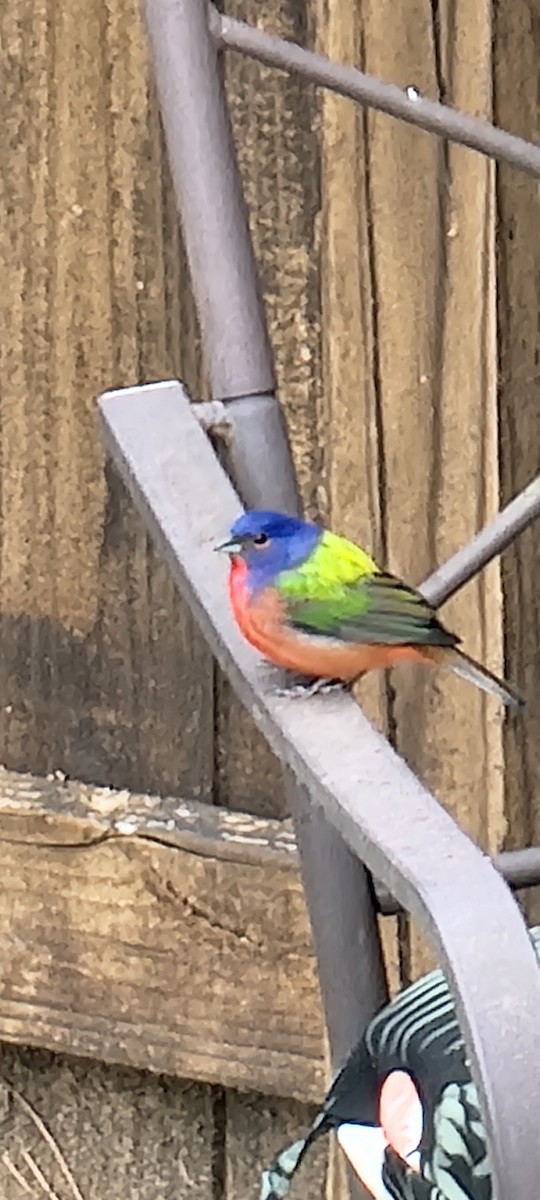 eBird Checklist - 14 Apr 2023 - My yard - 1 species