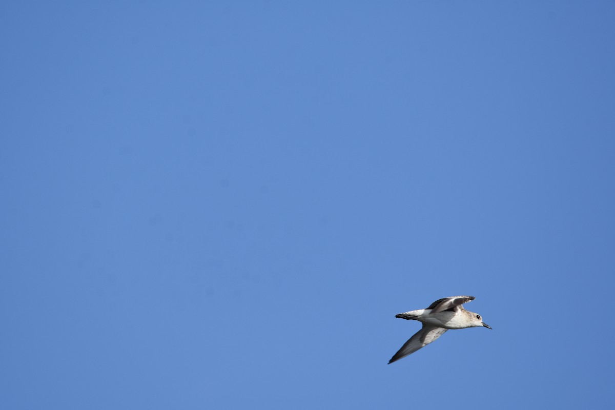 eBird Checklist - 14 Apr 2023 - Cox Community Park - 25 species (+1 ...