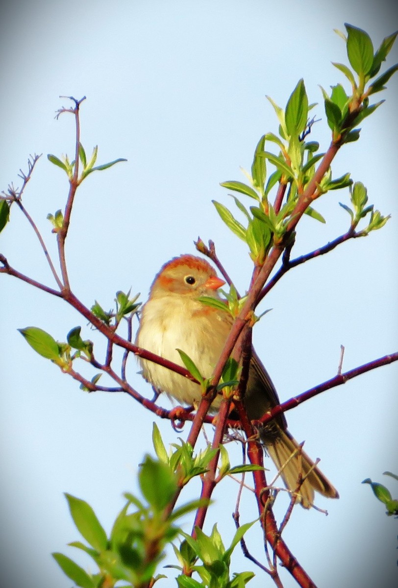 eBird Checklist - 14 Apr 2023 - Plum Run Road - 24 species