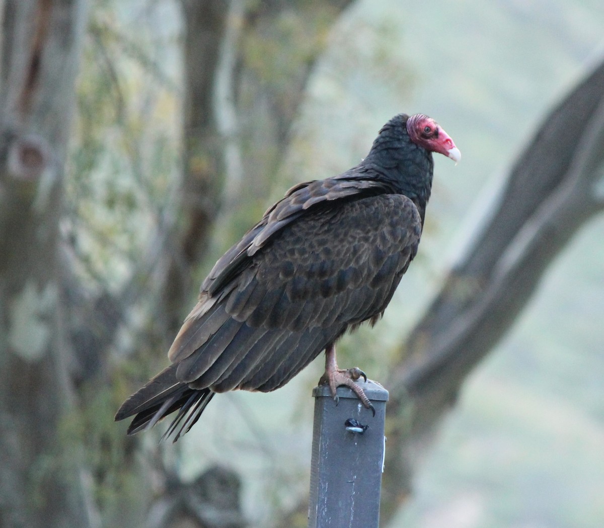 eBird Checklist - 14 Apr 2023 - Lake Poway Park - 45 species (+1 other ...