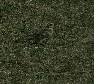 eBird Checklist - 14 Apr 2023 - Dodge Nature Center Lilly Preserve - 20 ...