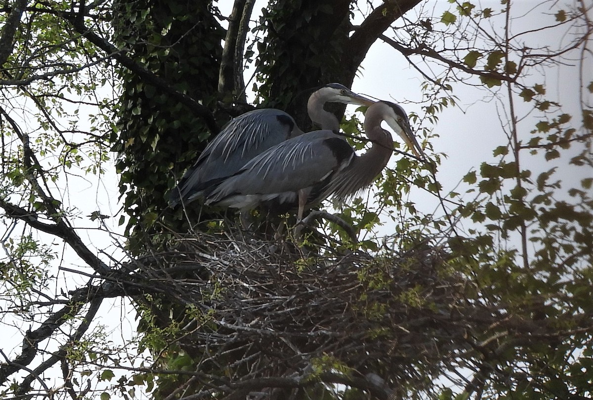 eBird Checklist - 14 Apr 2023 - Daniels Run Park - 30 species