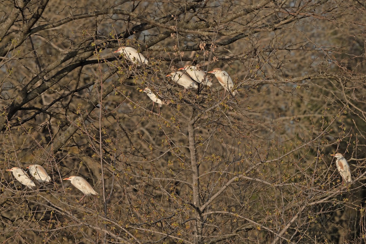 eBird Checklist - 14 Apr 2023 - Stagecoach Lake SRA - 31 species